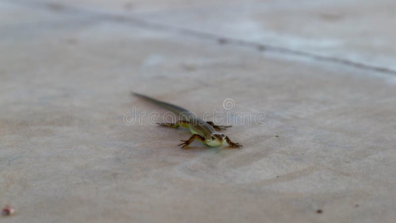 Small Cute Lizard on a Stone Floor Close Up View Stock Photo - Image of ...