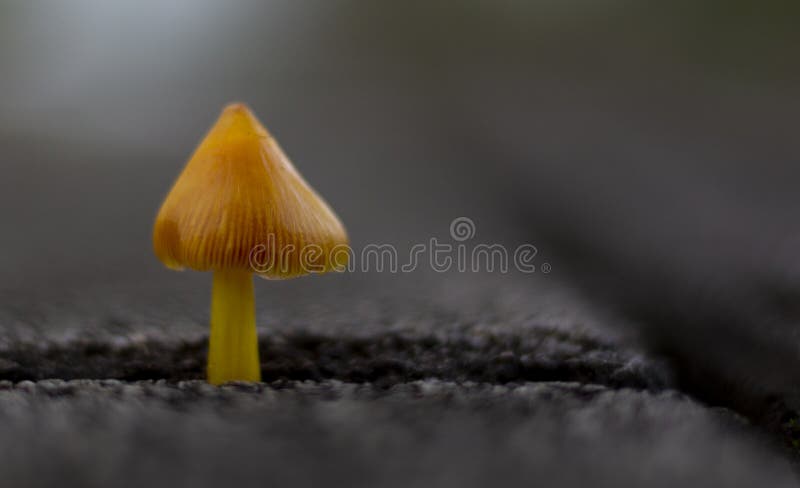 This is a Small Cute Mushroom 2 Stock Photo - Image of expo, butiful ...