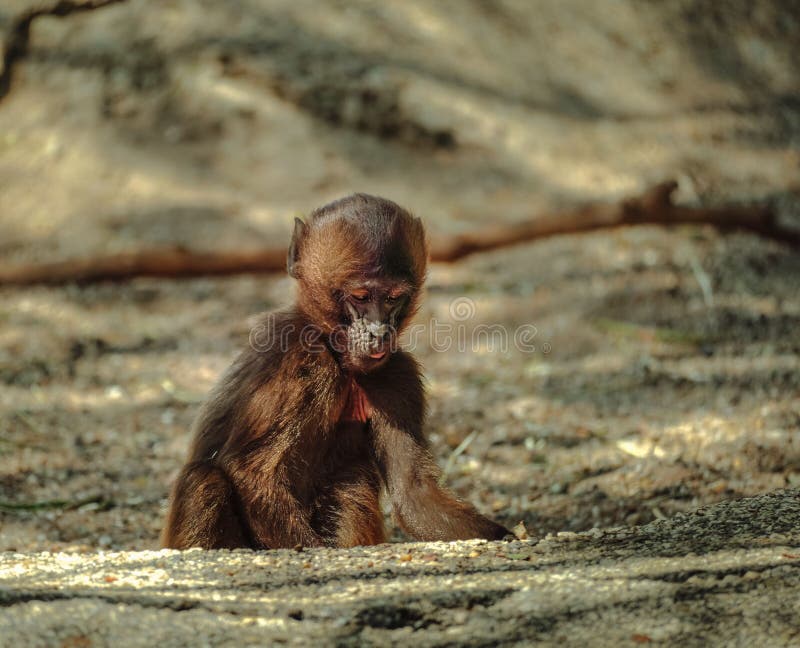 Small Cute Monkey Playing on the Ground in Closeup Stock Photo - Image ...