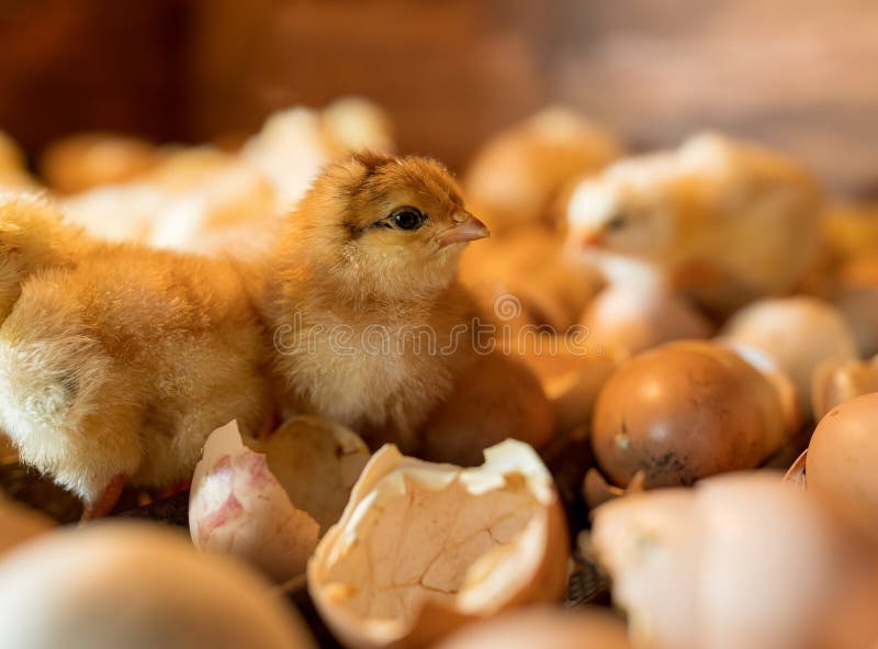 Small Cute Newborn Chick Just Hatched in Incubator Stock Photo - Image ...