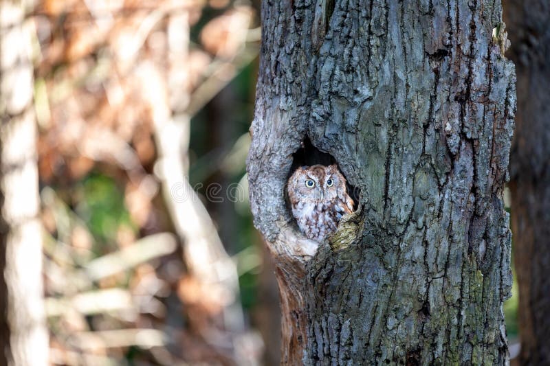 Small Cute Owl Perched in a Round Hole in a Tree Trunk Stock Image ...