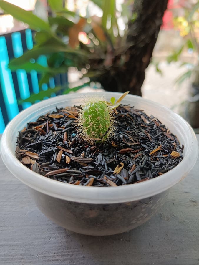 Small Cute Petite but Thorny Stock Image - Image of agriculture, branch ...
