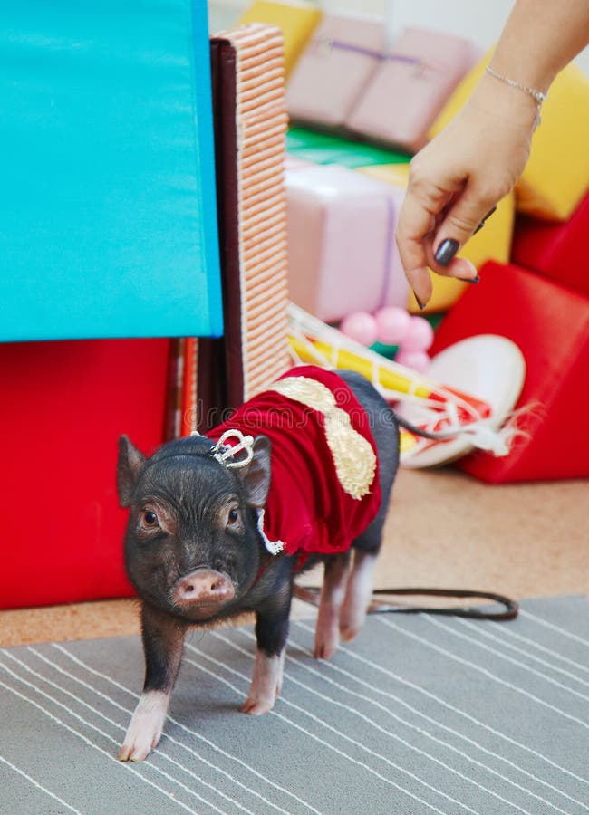 Small Cute Pig Performance on Kids Birthday Stock Image - Image of ...