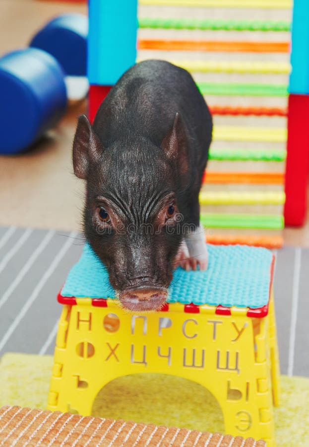 Small Cute Pig Performance on Kids Birthday Stock Image - Image of ...