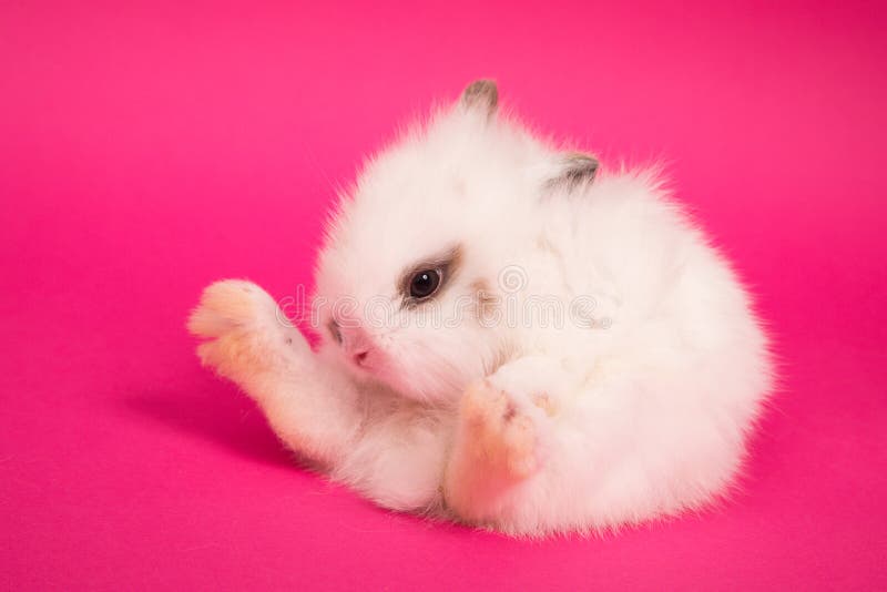 Small cute rabbit lying stock photo. Image of beautiful - 132027256
