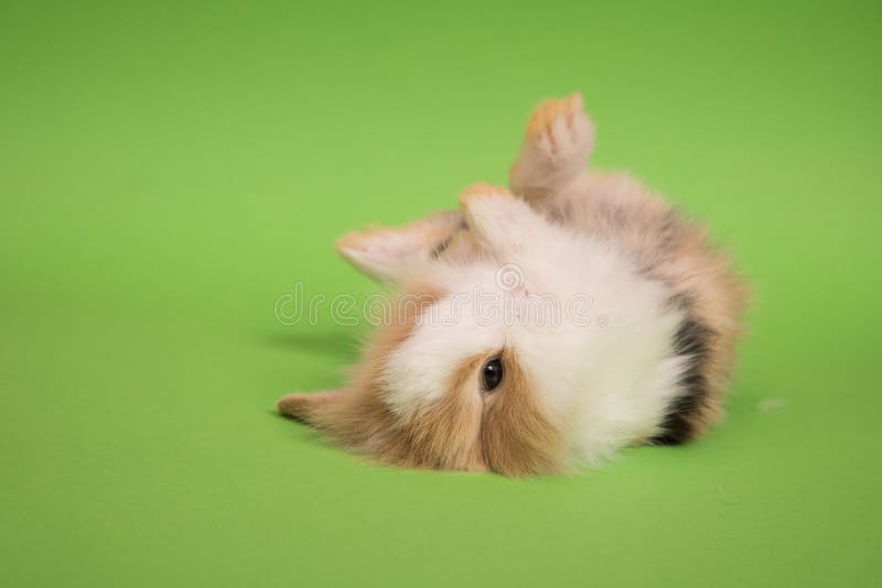 Small cute rabbit lying stock photo. Image of beautiful - 132027256