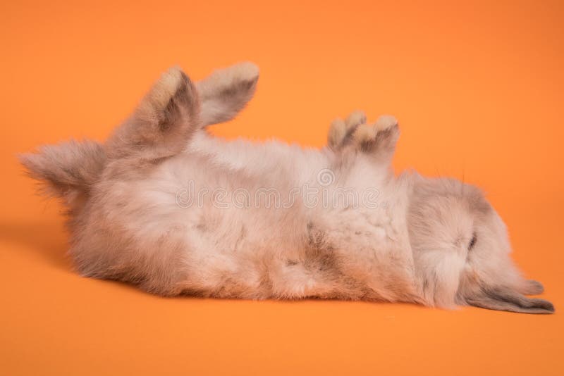Bunny Back Legs Stock Photos - Free & Royalty-Free Stock Photos from ...