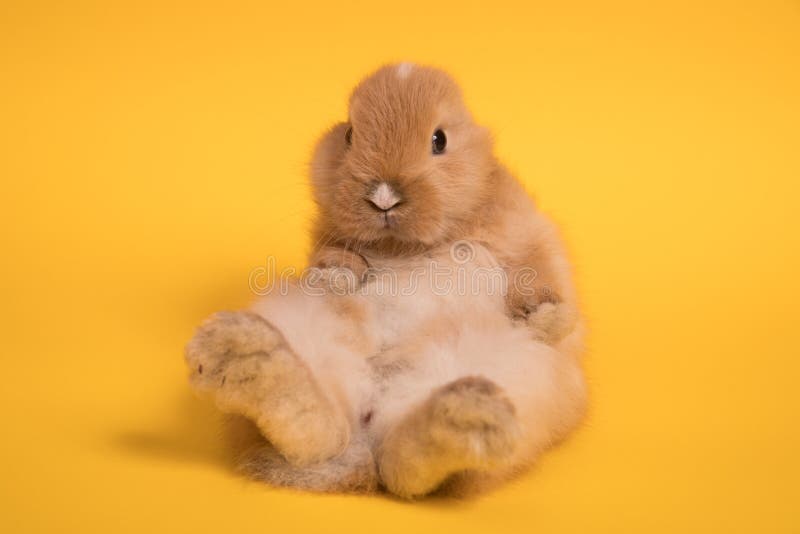 Bunny Back Legs Stock Photos - Free & Royalty-Free Stock Photos from ...