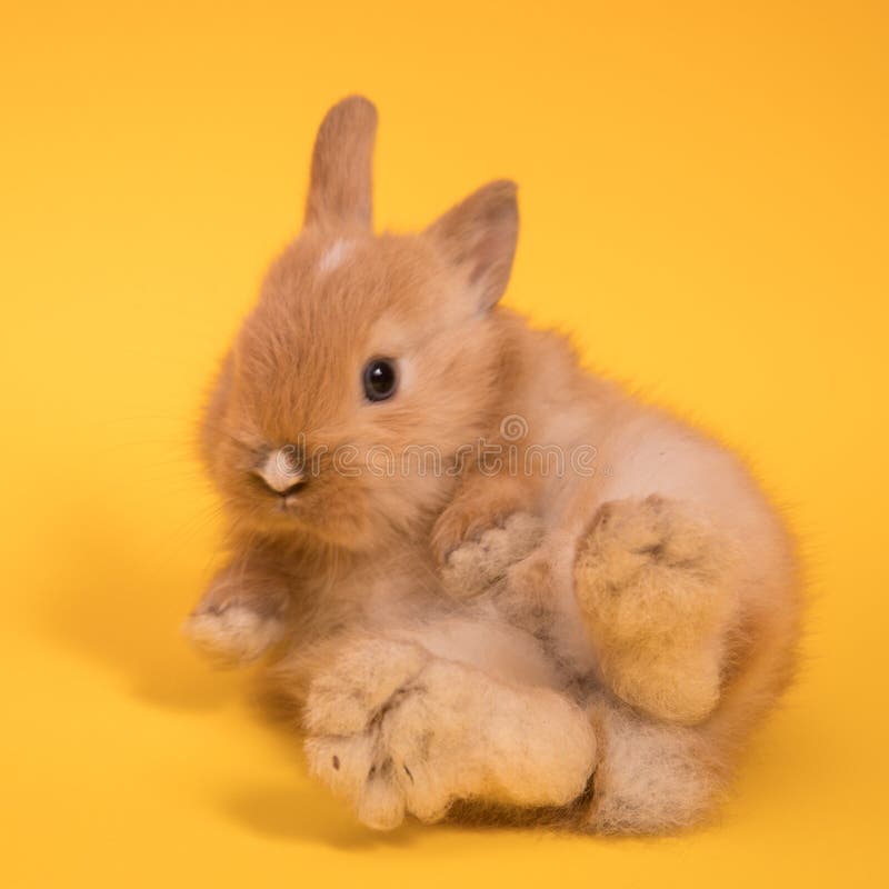 Bunny Back Legs Stock Photos - Free & Royalty-Free Stock Photos from ...