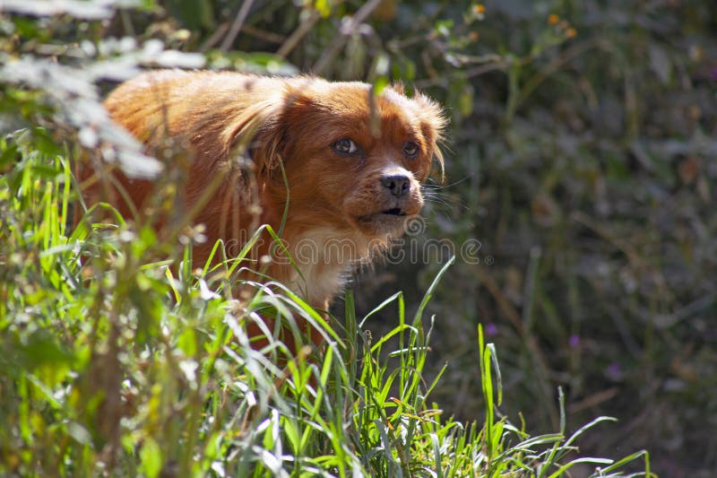 Small cute red dog stock image. Image of domestic, animal - 334306967