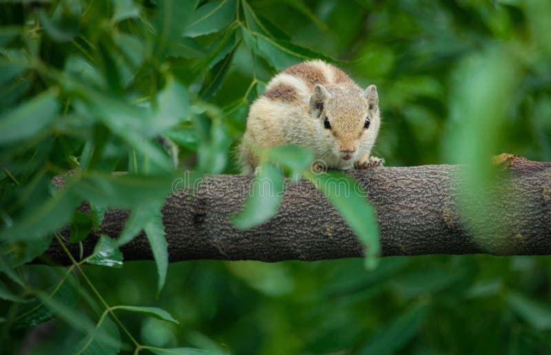 Small, Cute Siberian Chipmunk Looking for Food on a Tree Branch Stock ...
