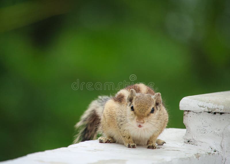 Small, Cute Siberian Chipmunk Looking for Food on a Tree Branch Stock ...