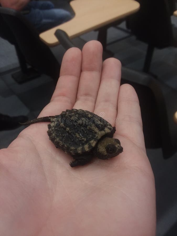 Baby turtle stock image. Image of cute, snapping, turtle - 129339839