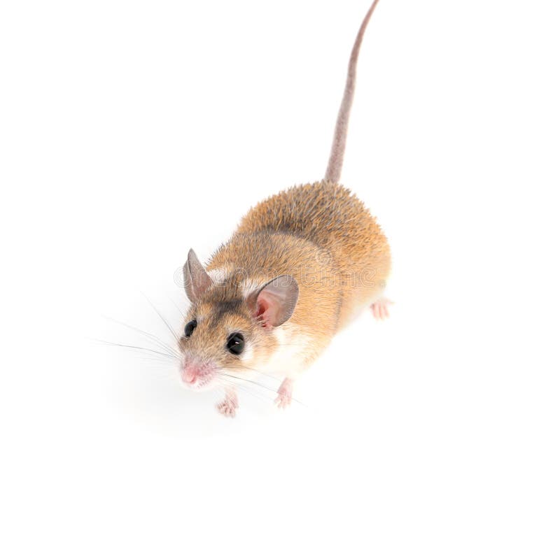 Small Cute Spiny Mouse on White Background Stock Image - Image of eyes ...