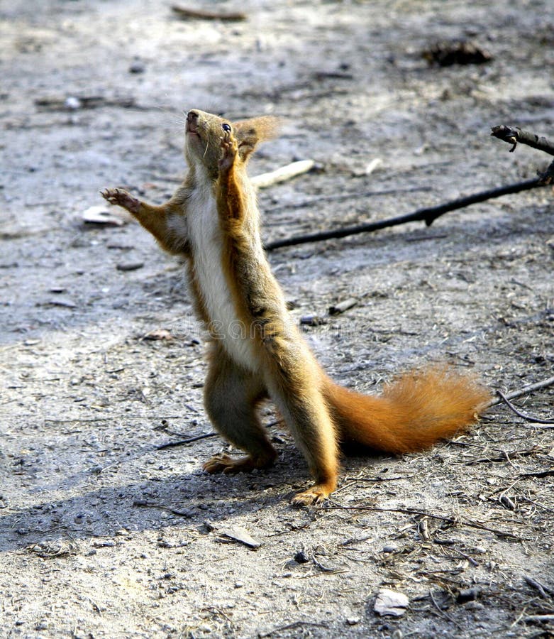 Ground squirrel screaming stock image. Image of rodent - 25718929