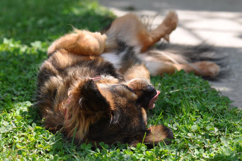 Dog scratching his back stock photo. Image of champion - 116821168