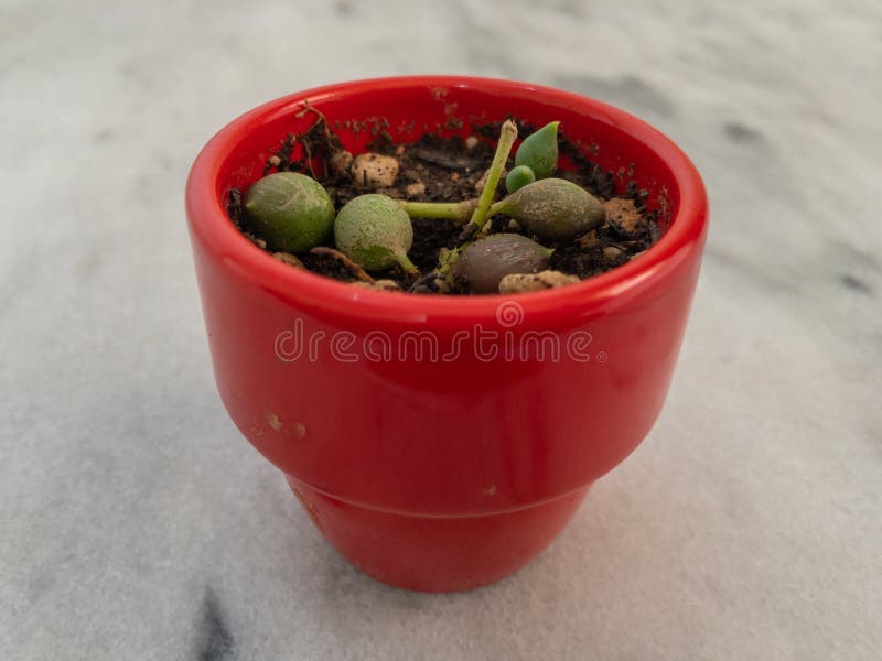 Small Cute Succulent in a Tiny Red Ceramic Pot Stock Photo - Image of ...