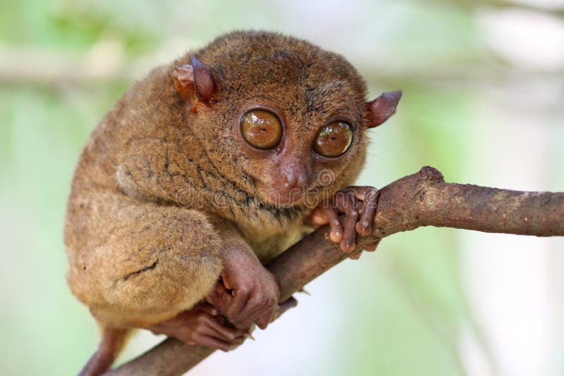Cute Philippine Tarsier