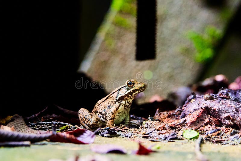 Small Cute Toad or Frog with Brown Spots and Golden Eyes Stock Photo ...