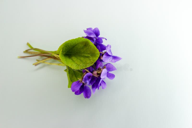 Small Cute Violets Bouquet. First Spring Flower Viola Odorata on the ...