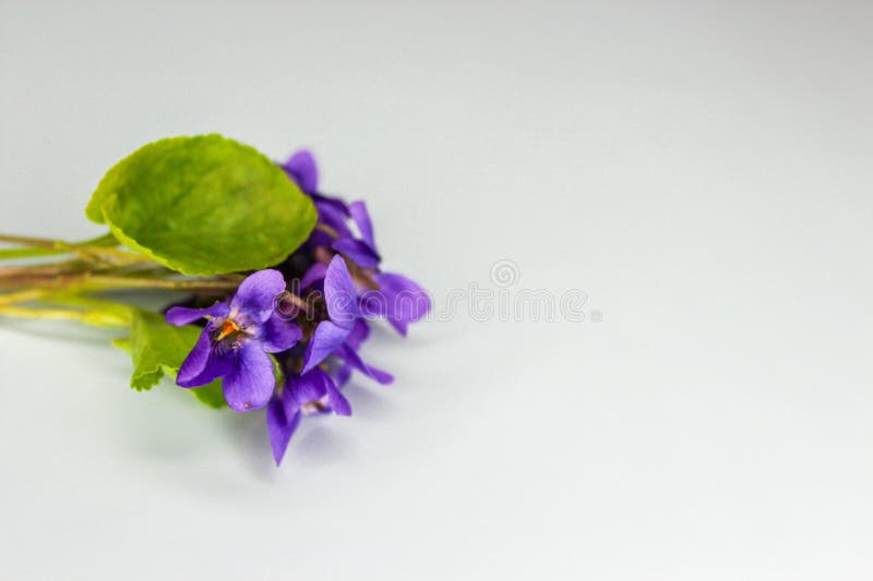 First Spring Flower Viola Odorata on the Light Blue Background Stock ...