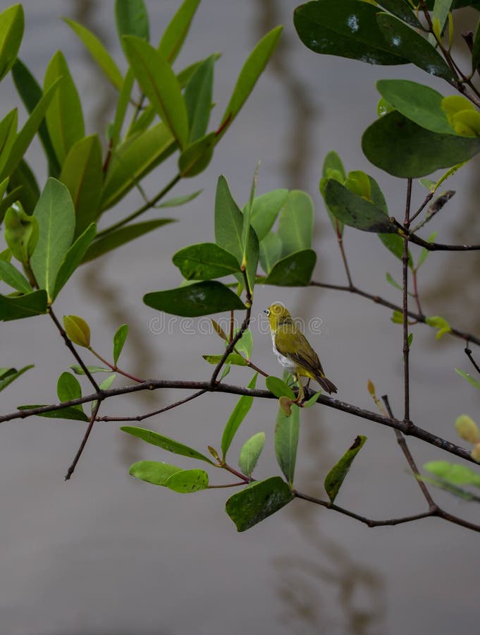 Warbling White Eye Bird on Tree Branch Stock Photo - Image of green ...
