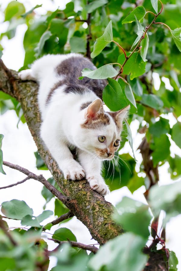 Small Cute White Kitten on a Tree among Green Leaves in Summer Stock ...