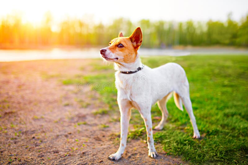 Small Cute White and Red Dog Posing Stock Photo - Image of meadow ...