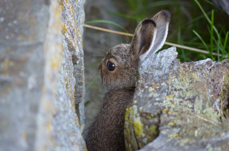 Small Cute Wild Rabbit at the Mountains Stock Image - Image of travel ...