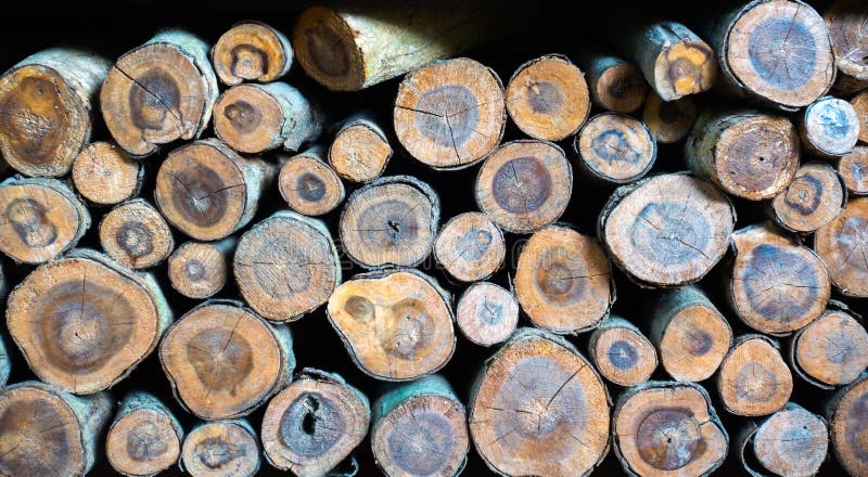 Cutted Timber Tree Trunks in the Flanders Forest Autumn Stock Image ...