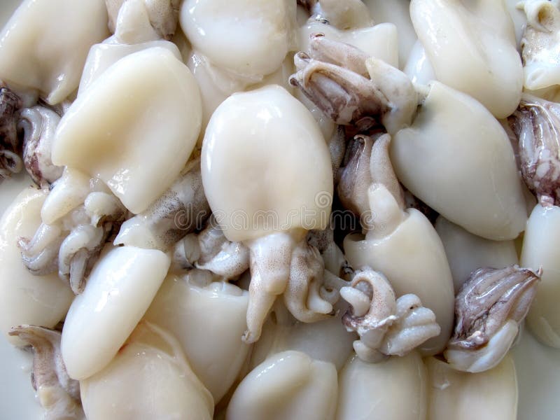 Small cuttlefish fresh stock photo. Image of seafood - 36386514