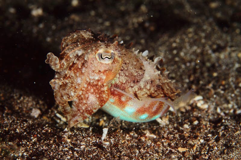 Small Cuttlefish in the Seabed. Stock Photo - Image of nature, alga ...