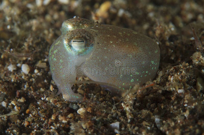 Small Cuttlefish, almost Transparent, on the Sandy Bottom. Stock Image ...