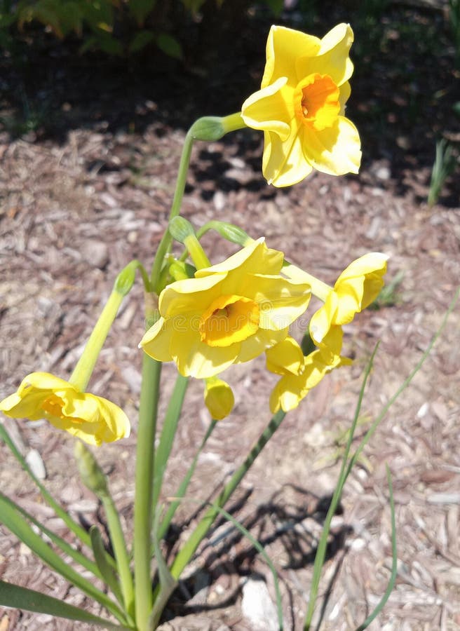 Small daffodils stock image. Image of tulip, flower - 277660857