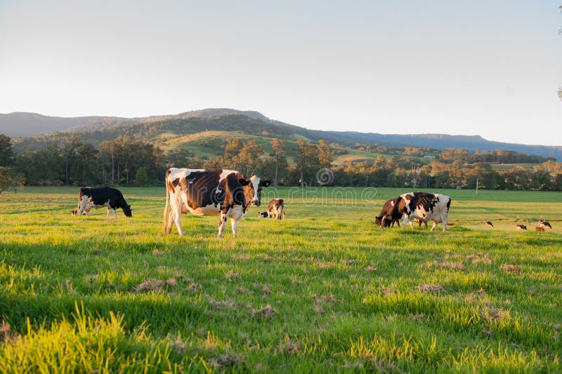 Small Dairy Farm stock image. Image of farming, livestock - 302086267