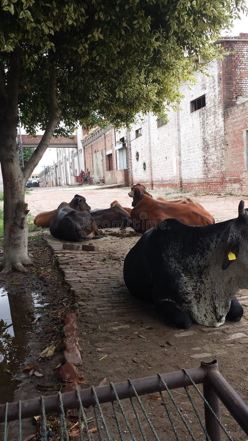 924 Cows Under Tree Stock Photos - Free & Royalty-Free Stock Photos ...