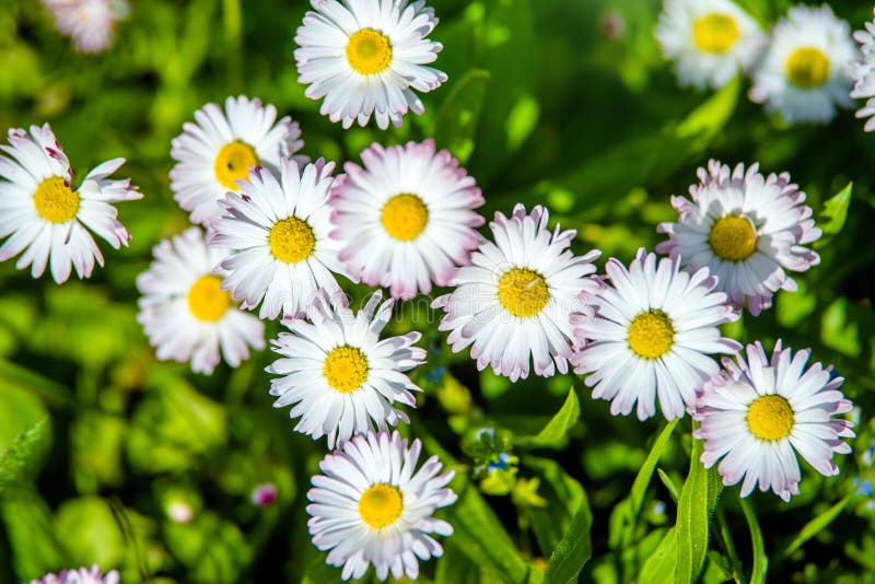 Small Daisies Blooming on Grass Background Stock Photo - Image of green ...