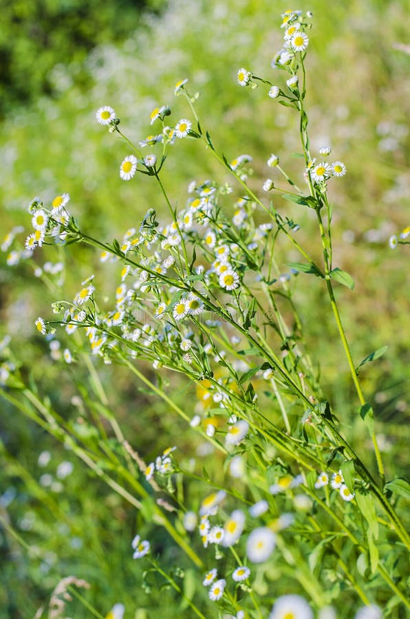 Small daisies in a field stock image. Image of wallpaper - 74501651