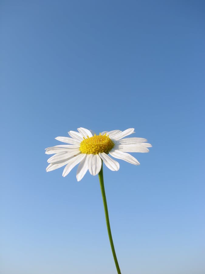 Small Daisy stock photo. Image of summer, colourful, offering - 1109866