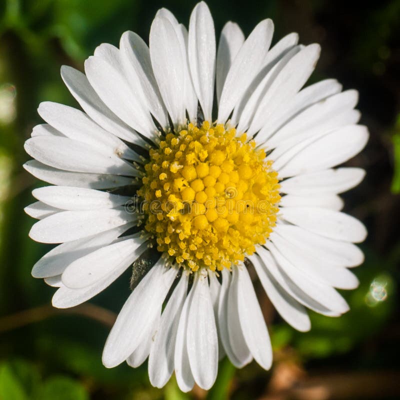 Small Daisy stock photo. Image of lawn, daisy, flora - 28643722