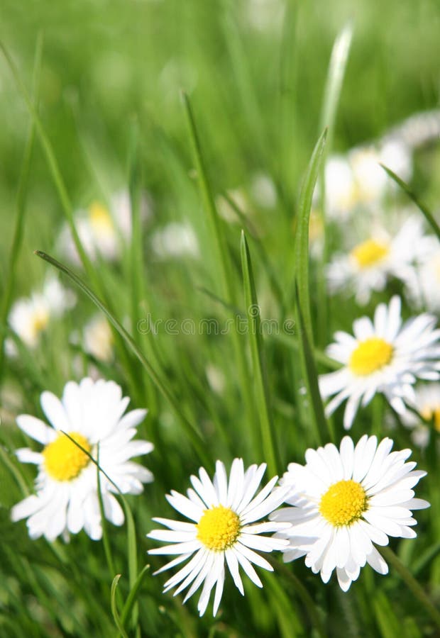 Small daisy stock image. Image of plant, card, season - 7650907