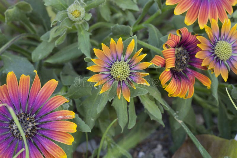 A small daisy stock image. Image of bellis, plant, spring - 274396439