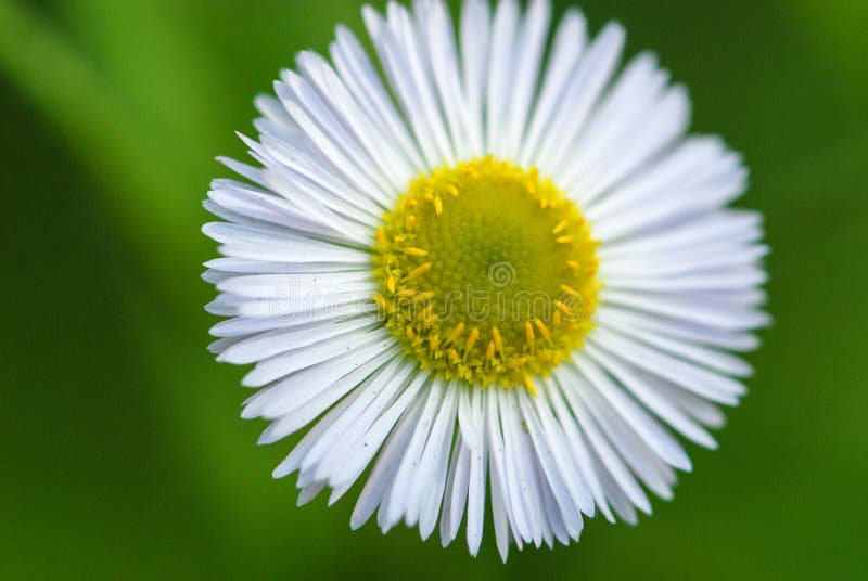 Small daisy stock photo. Image of daisy, hybrida, expressionssmall ...