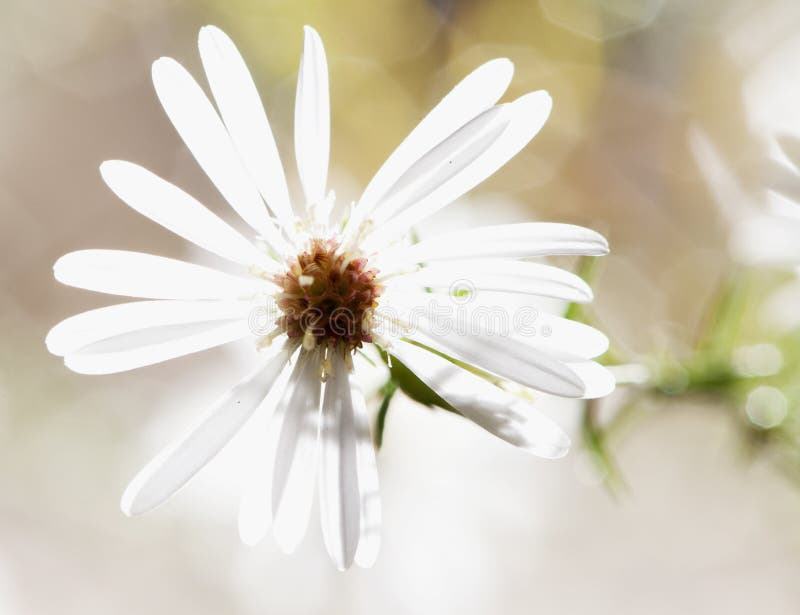 Small daisy stock photo. Image of head, blossom, yellow - 61294490
