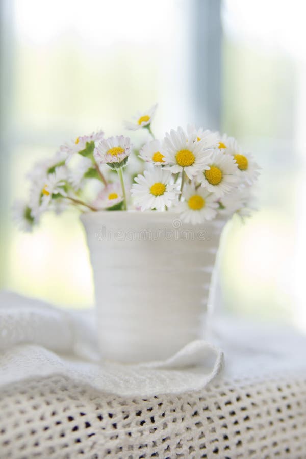 The small daisy field stock image. Image of nature, yellow - 41525593