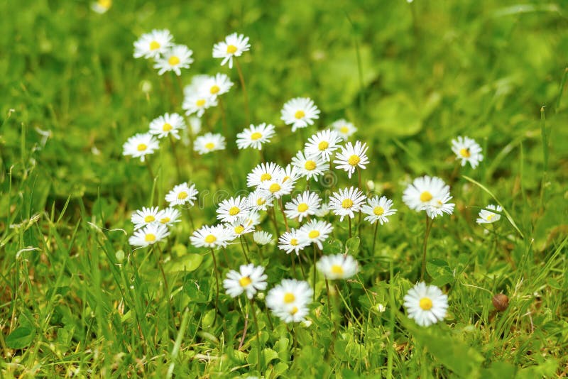 Small daisy flower stock image. Image of spring, camomile - 44055531