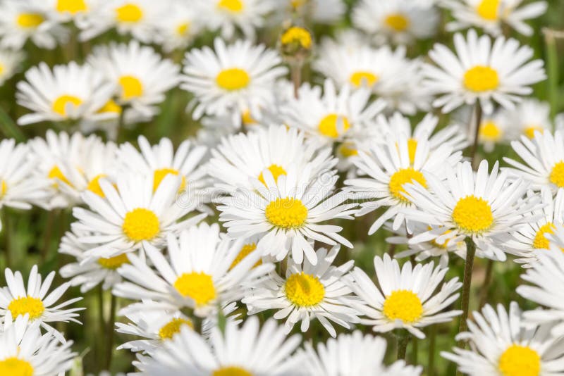 Small daisy flower stock photo. Image of natural, close - 54663794