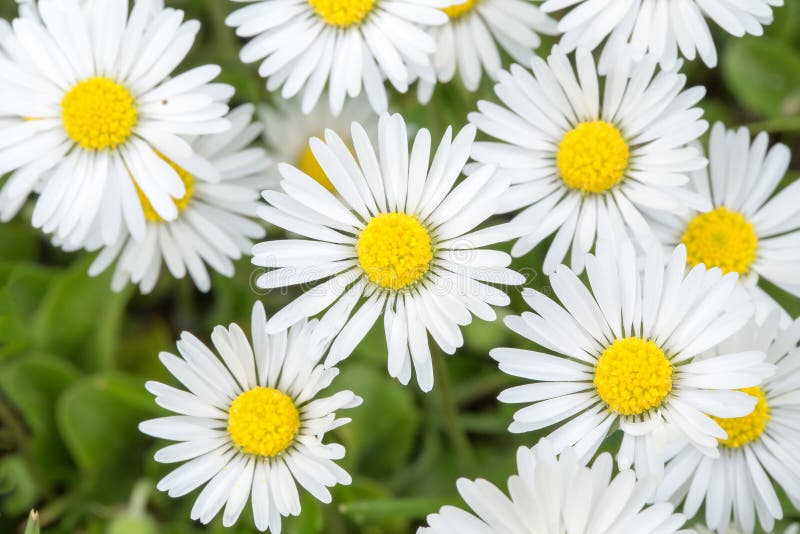 Small daisy flower stock photo. Image of garden, daisies - 54663842