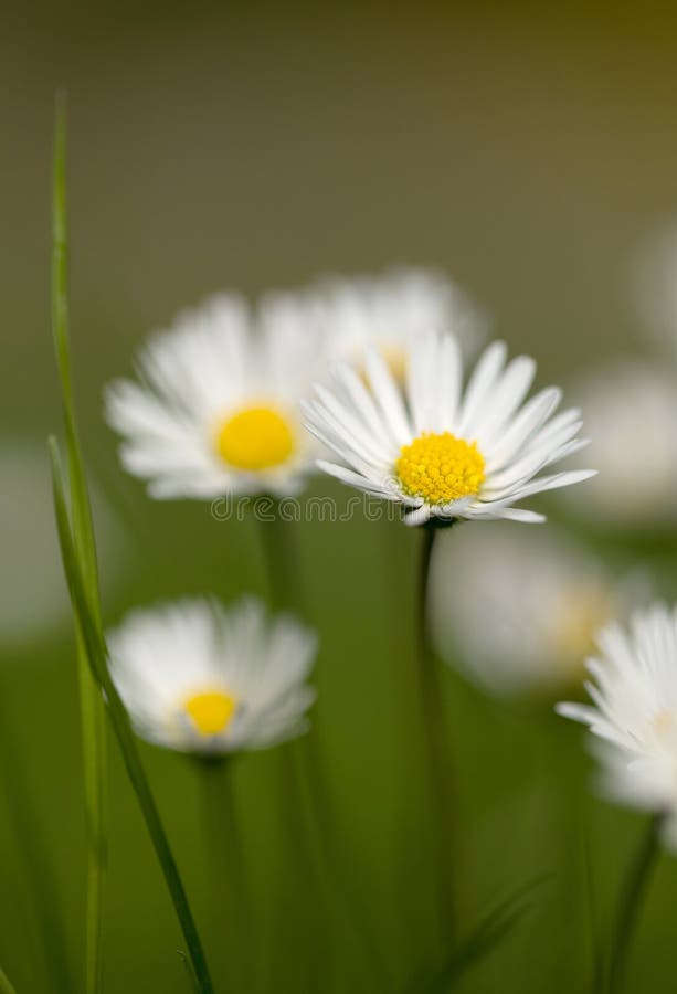 Small daisy flower stock photo. Image of closeup, natural - 54663876