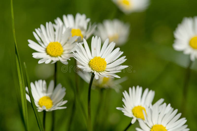 Small daisy flower stock photo. Image of natural, environment - 60089624